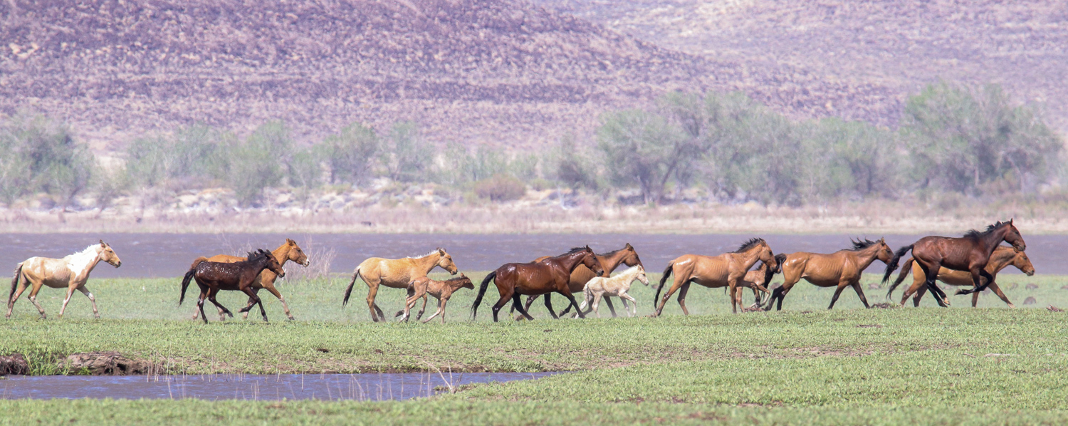 Speak out Against the largest wild horse roundup in history | American Wild Horse Conservation